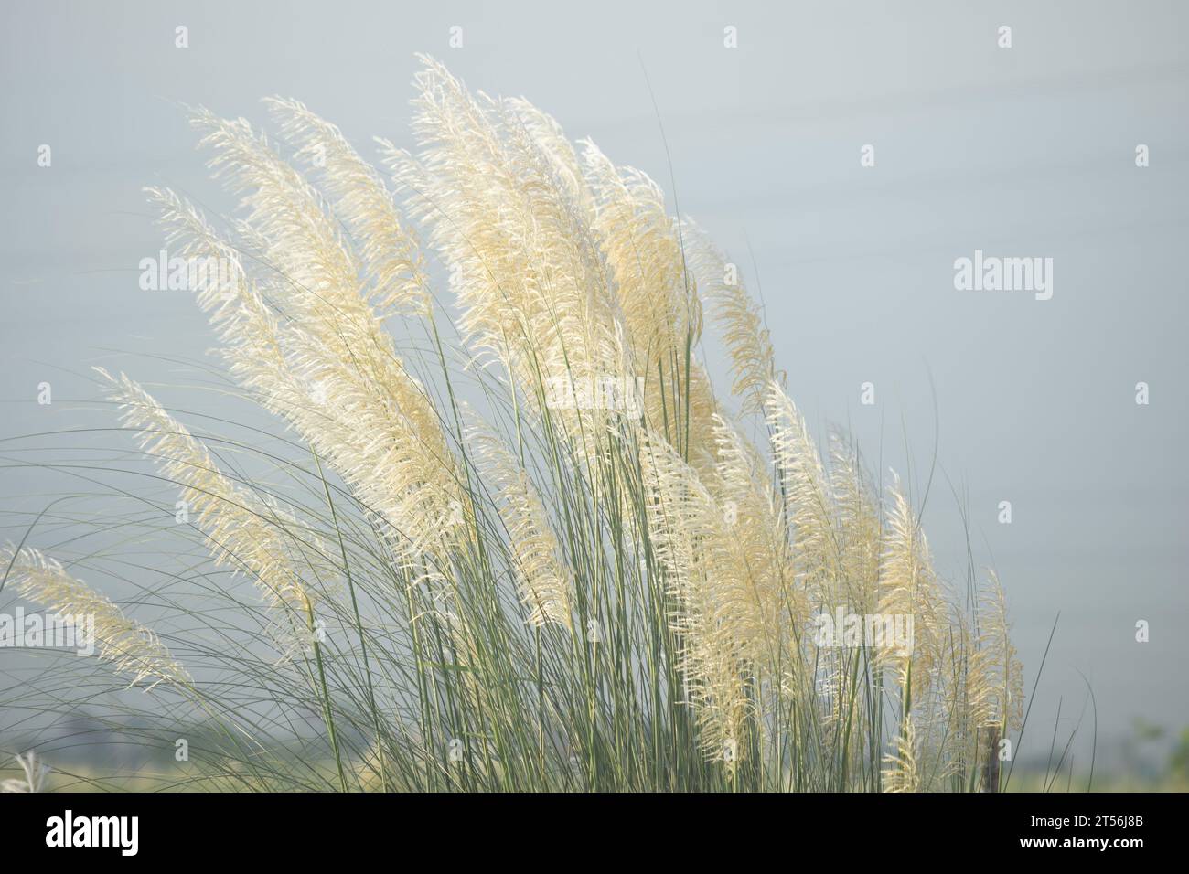 Kas ful hi-res stock photography and images - Alamy