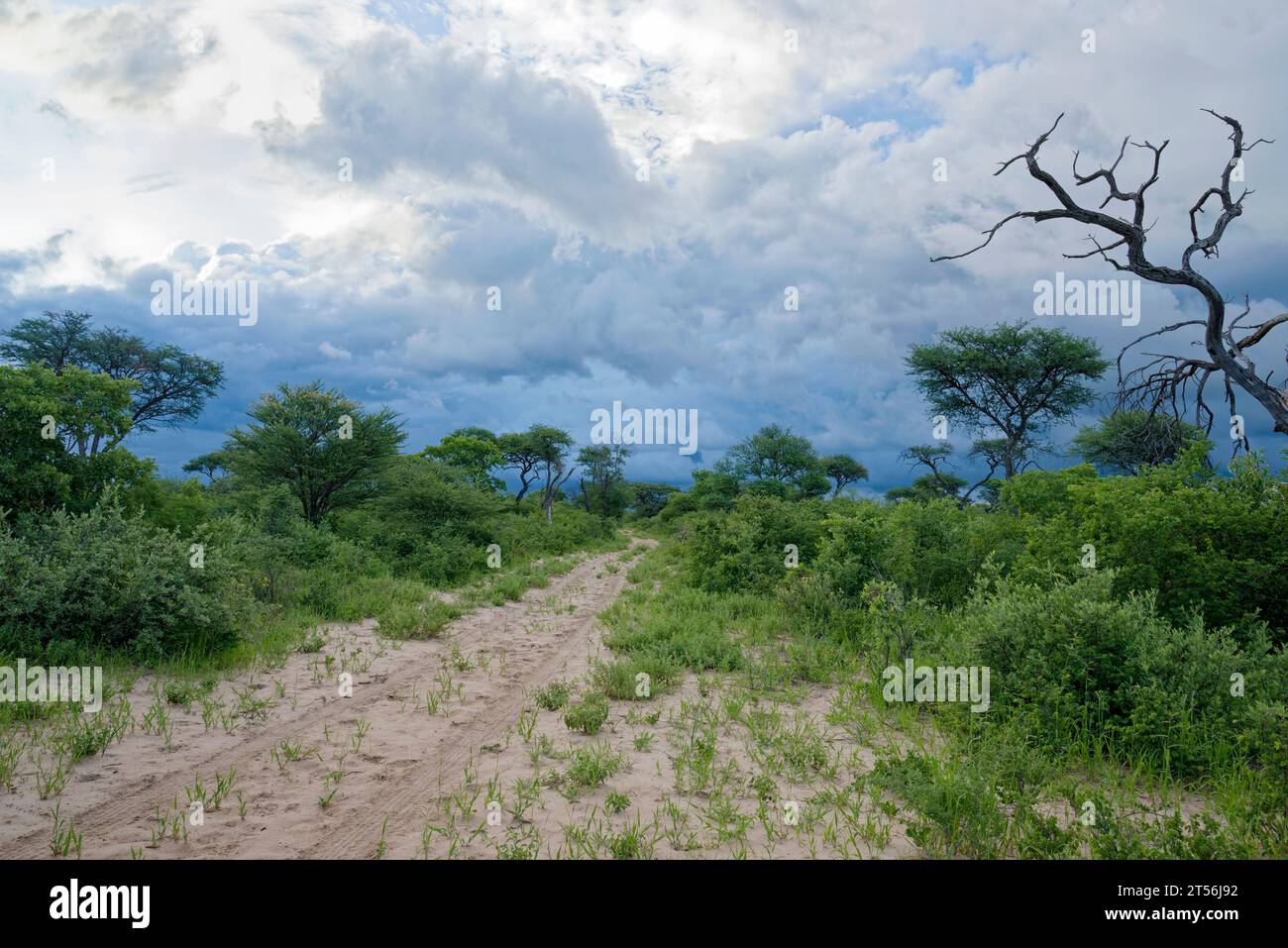 Sand track in the northern Kalahari, rainy season, Wildacker guest farm ...