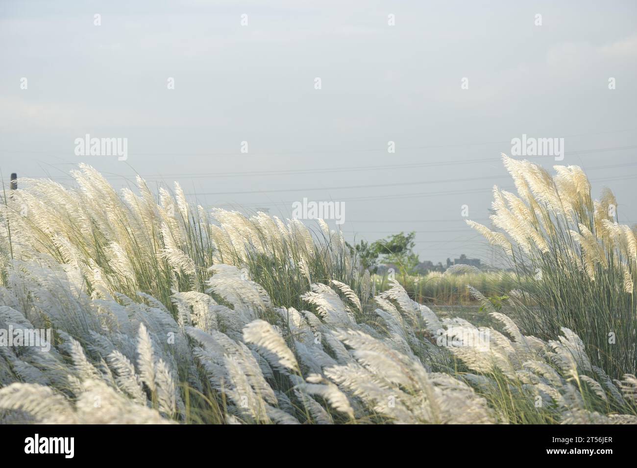 Saccharum spontaneum flower or Kashful Stock Photo - Alamy