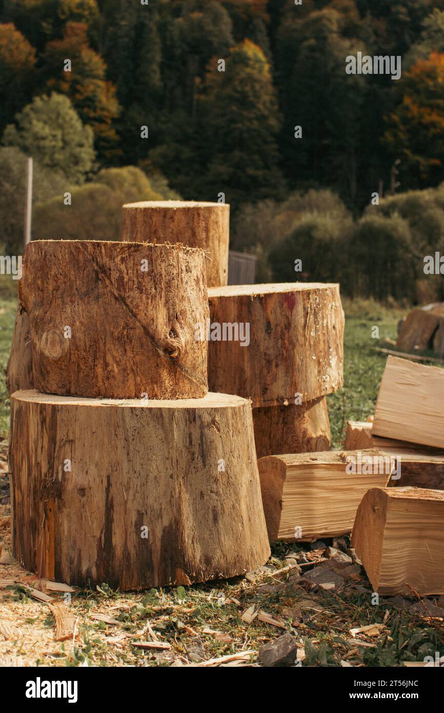 Stack of firewood. Wooden trunk and logs on autumn forest background ...