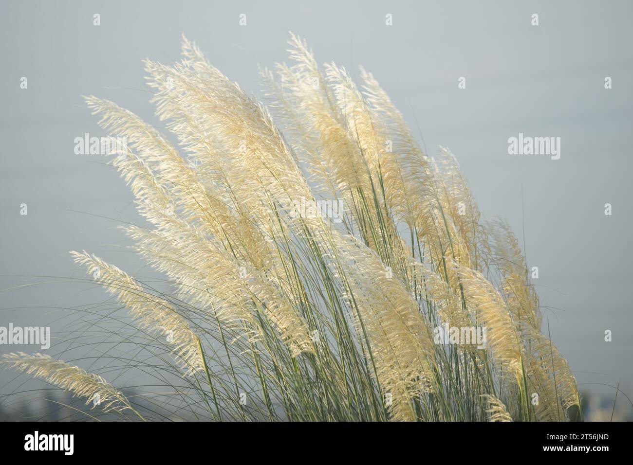 Saccharum spontaneum flower or Kashful Stock Photo - Alamy