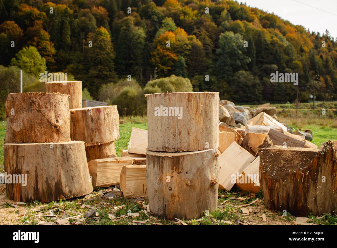 Stack of firewood. Wooden trunk and logs on autumn forest background ...