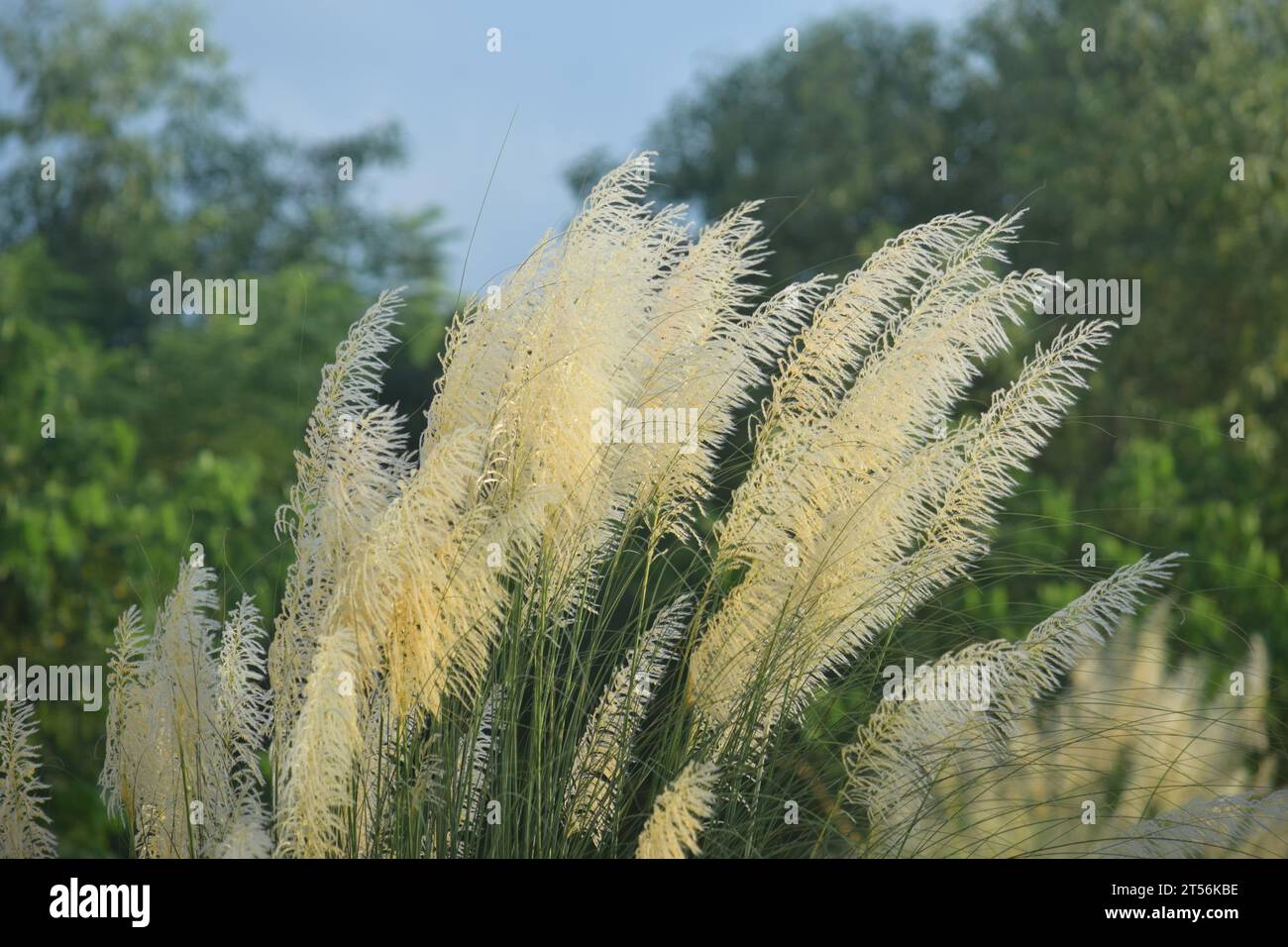 Saccharum spontaneum flower or Kashful Stock Photo - Alamy