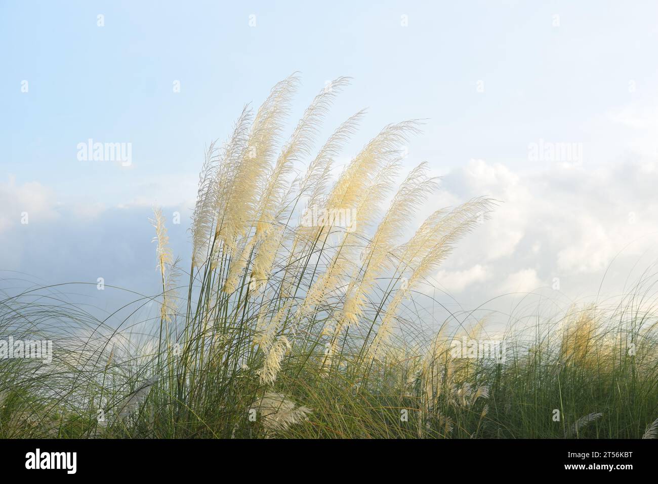 Kas ful hi-res stock photography and images - Alamy