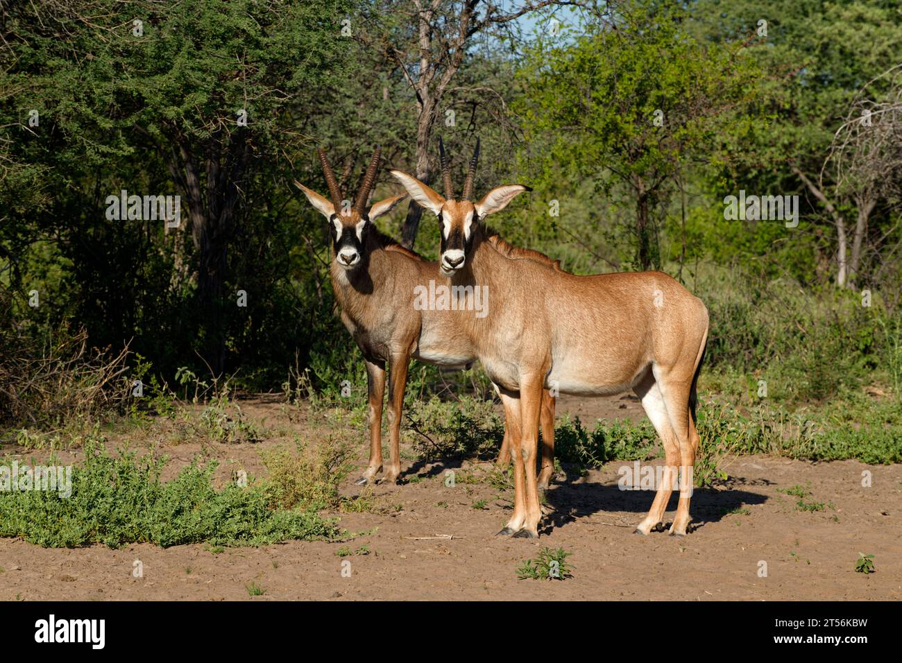 Roan antelopes hi-res stock photography and images - Alamy