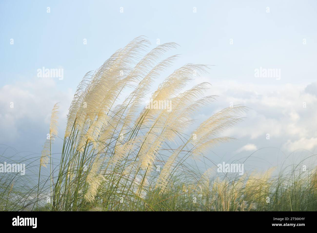 Kas ful hi-res stock photography and images - Alamy