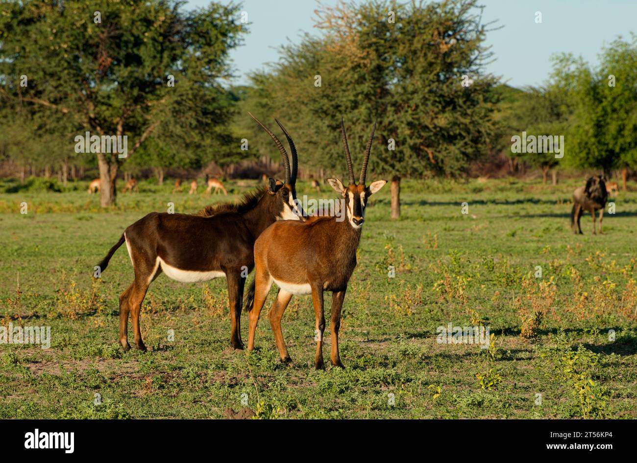 Sable antelopes (Hippotragus niger) on an area in the northern Kalahari ...