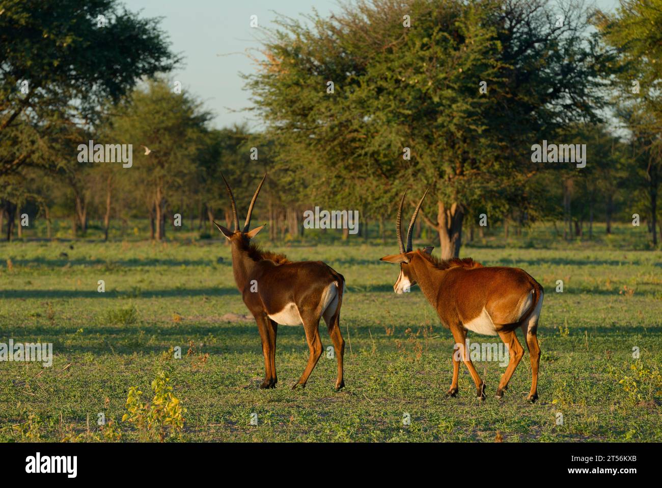 Sable antelopes (Hippotragus niger) on an area in the northern Kalahari ...