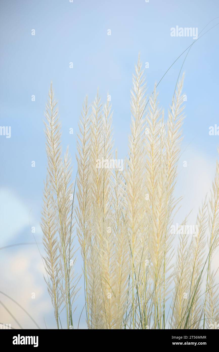 Saccharum spontaneum flower or Kashful Stock Photo - Alamy