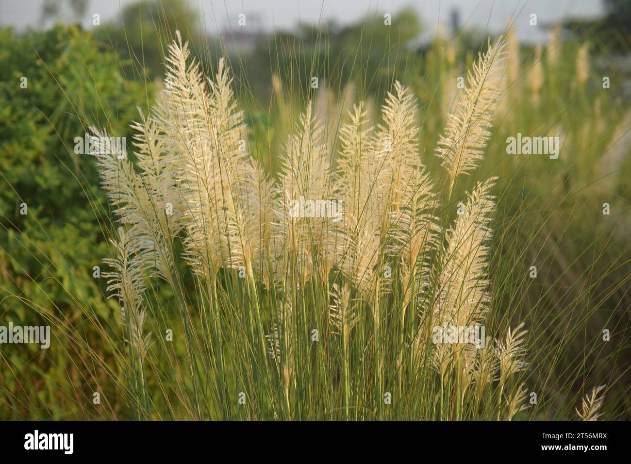Saccharum spontaneum flower or Kashful Stock Photo - Alamy