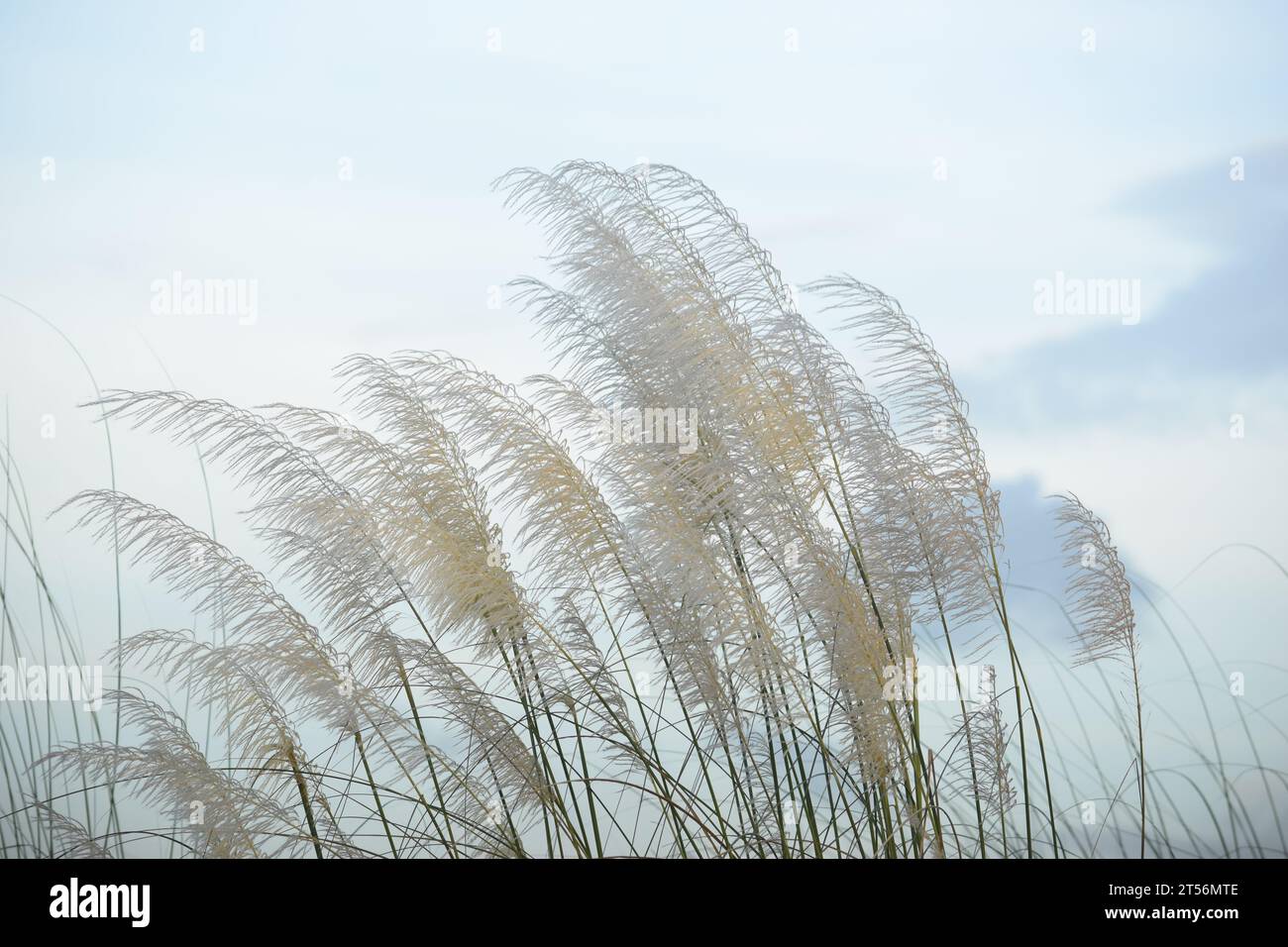 Kas ful hi-res stock photography and images - Alamy