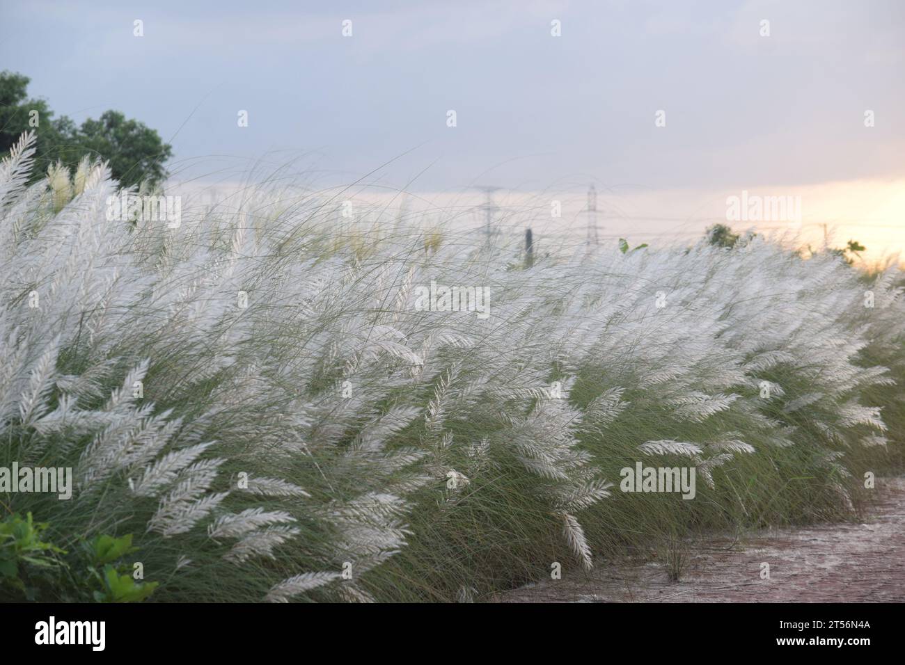 Saccharum spontaneum flower or Kashful Stock Photo - Alamy