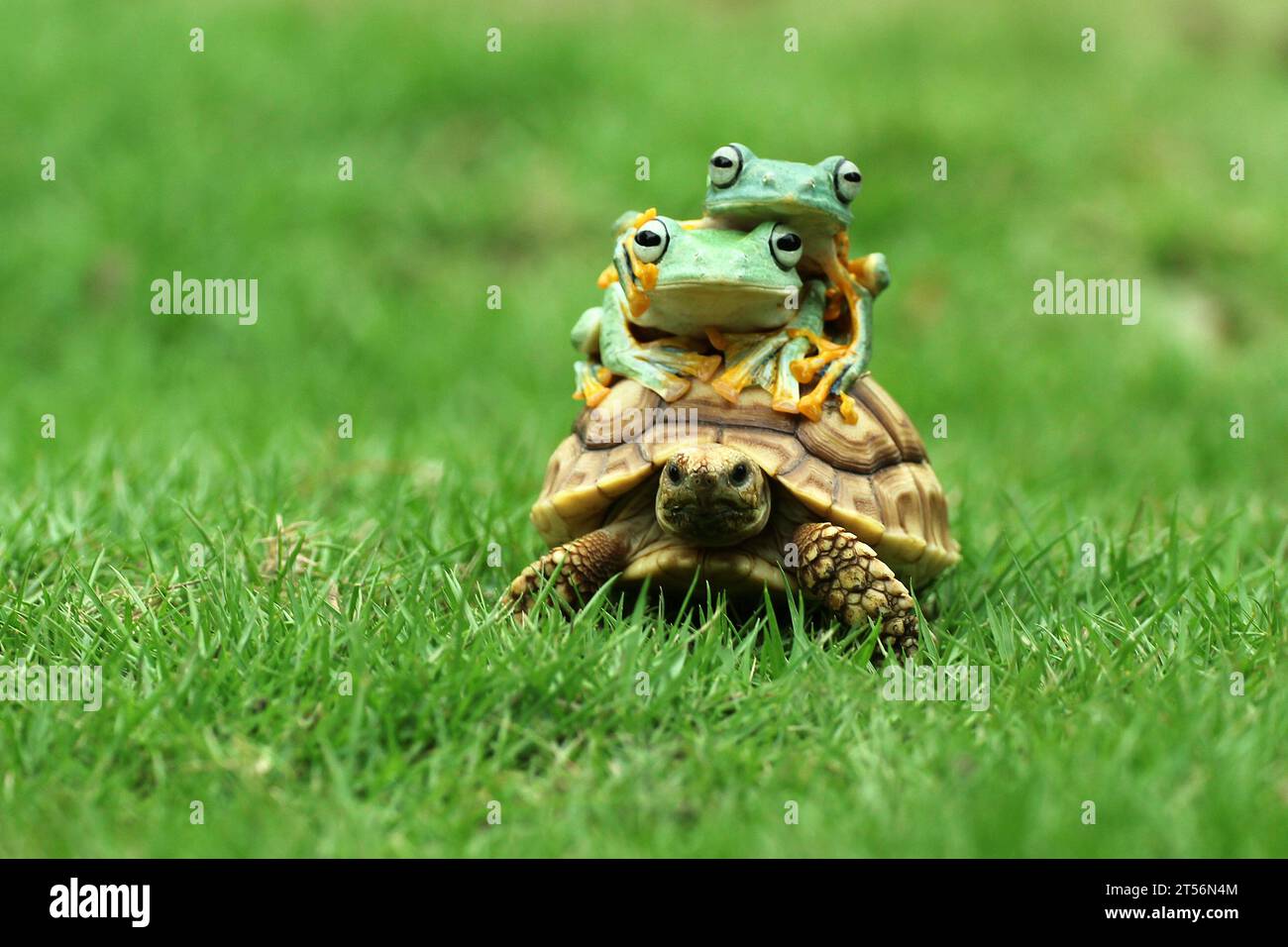 Two frogs riding on the back of a tortoise INDONESIA HILARIOUS images ...
