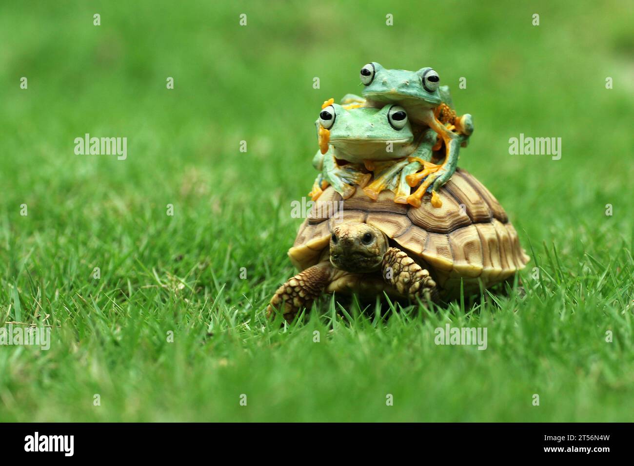 Flying frogs and a tortoise INDONESIA HILARIOUS images of a sulcata ...