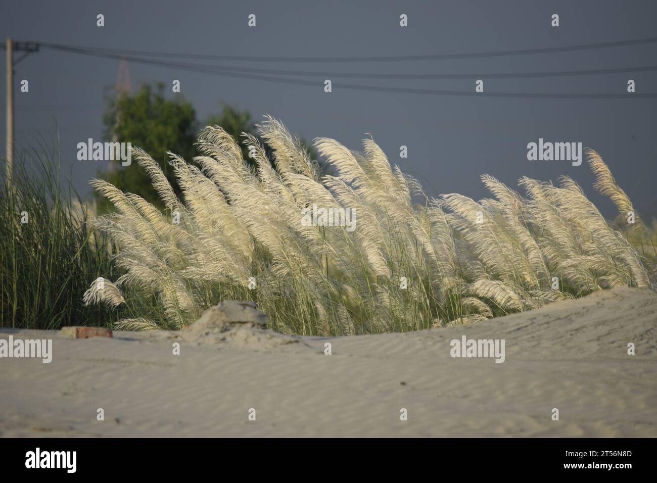 Saccharum spontaneum flower or Kashful Stock Photo - Alamy
