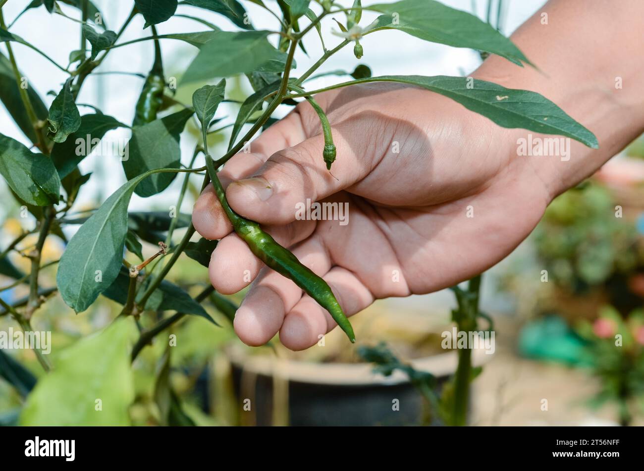 Picking chili hi-res stock photography and images - Alamy