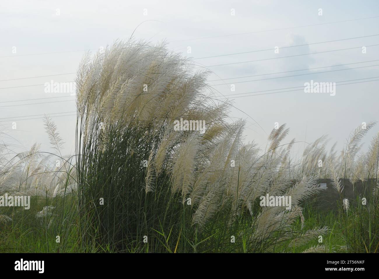 Saccharum spontaneum flower or Kashful Stock Photo - Alamy