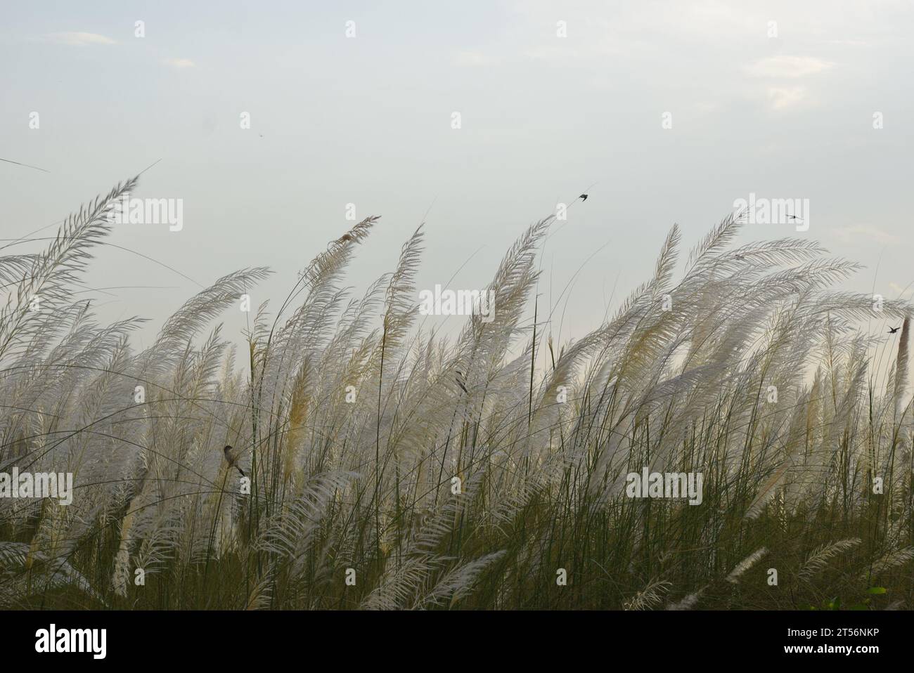 Kas ful hi-res stock photography and images - Alamy