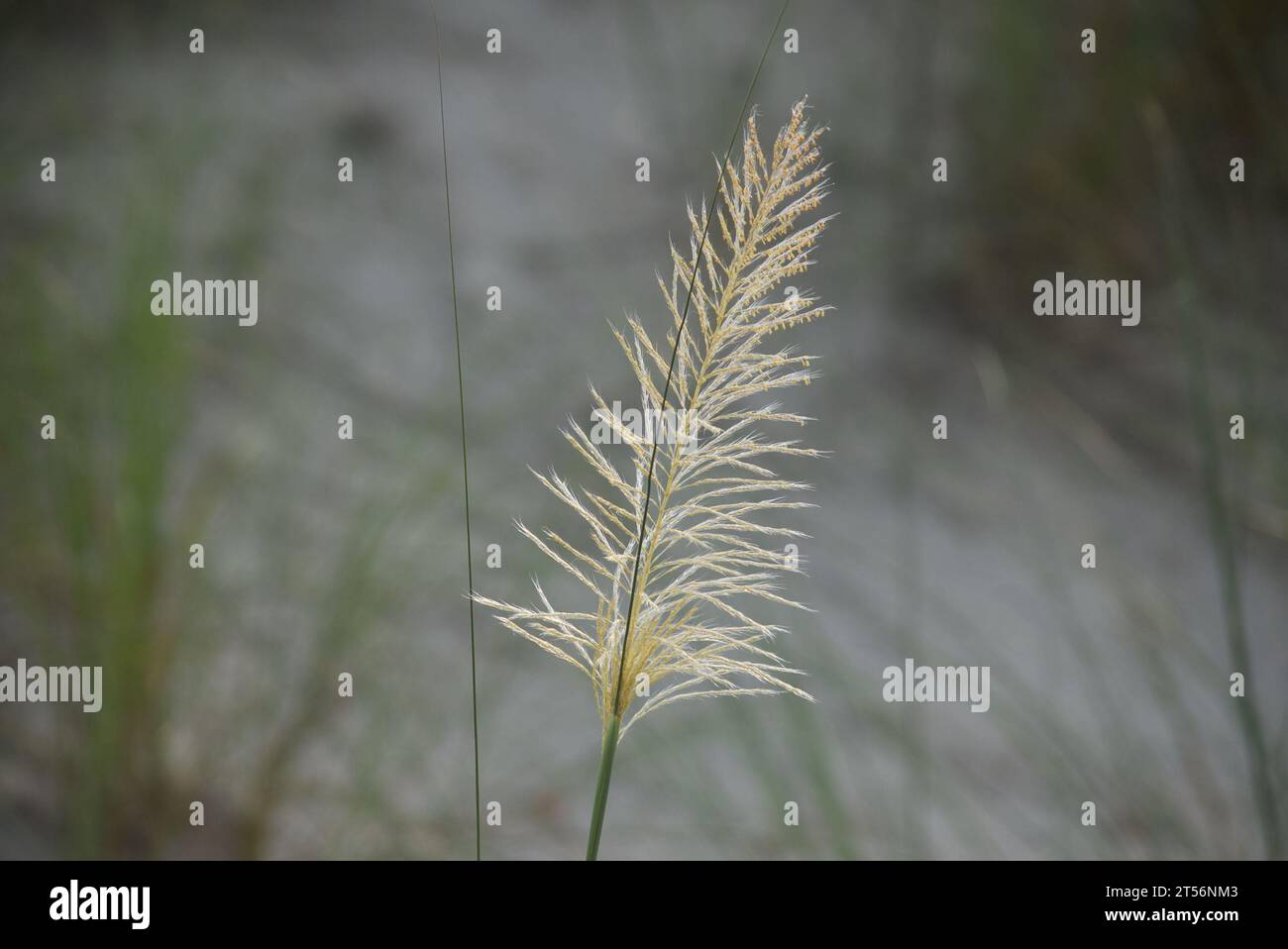 Saccharum spontaneum flower or Kashful Stock Photo - Alamy