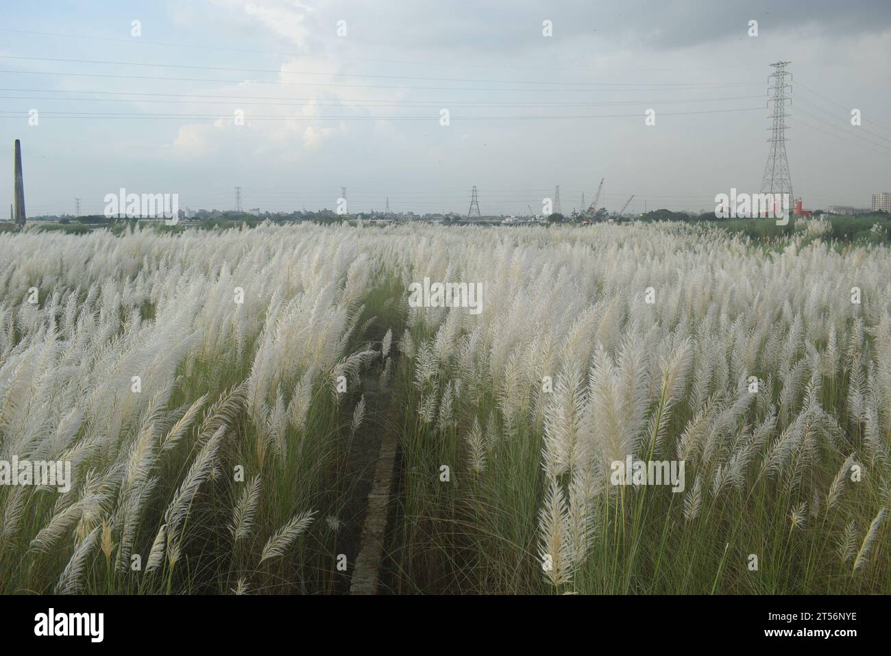 Saccharum spontaneum flower or Kashful Stock Photo - Alamy