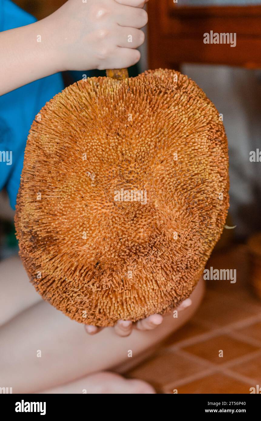Close up of a tarap fruit; native to Borneo Stock Photo - Alamy