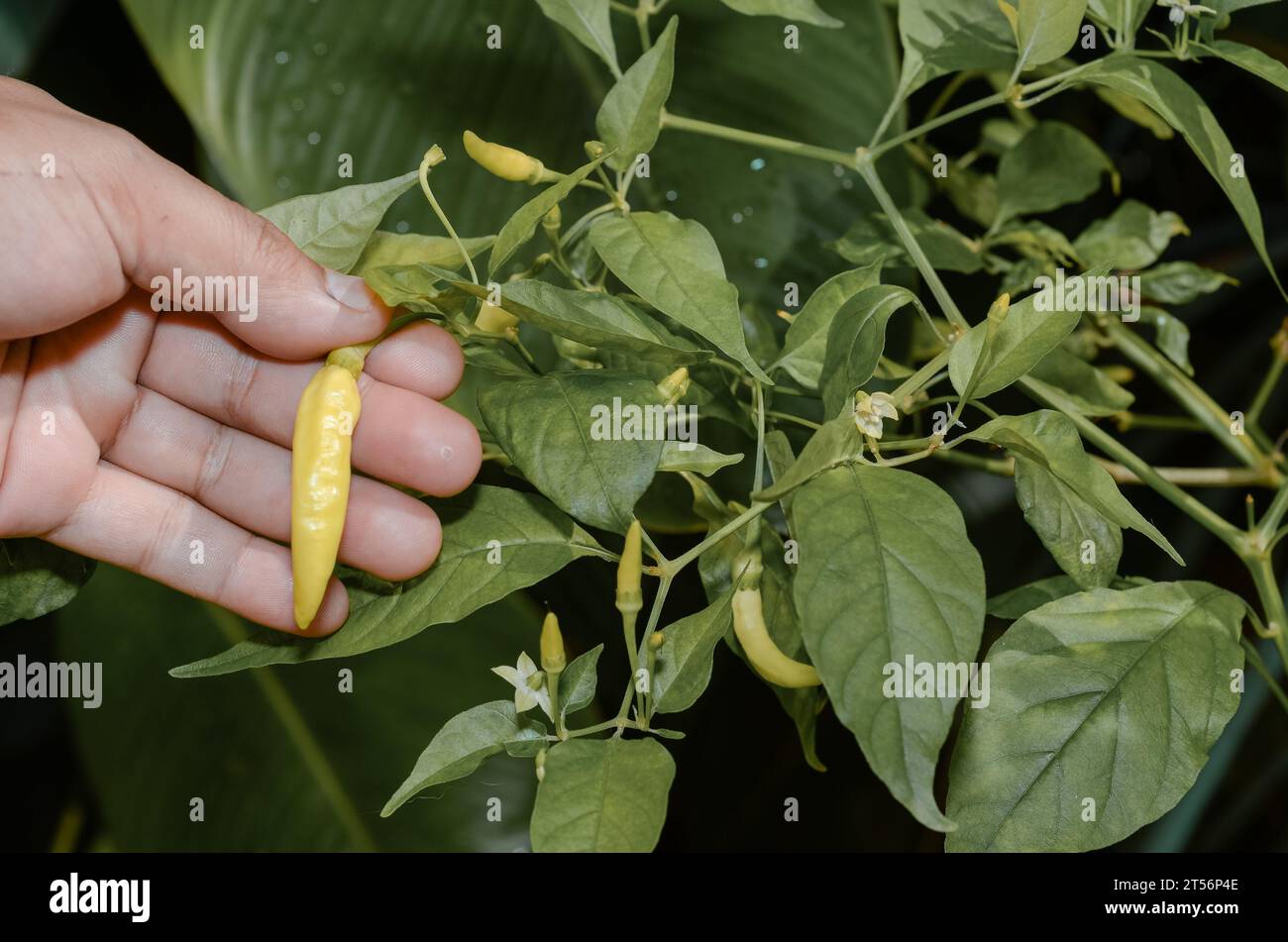 Picking chili hi-res stock photography and images - Alamy