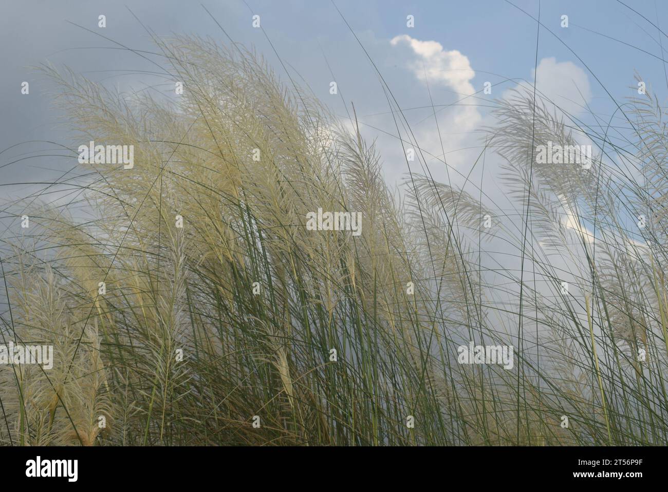 Kashful hi-res stock photography and images - Alamy