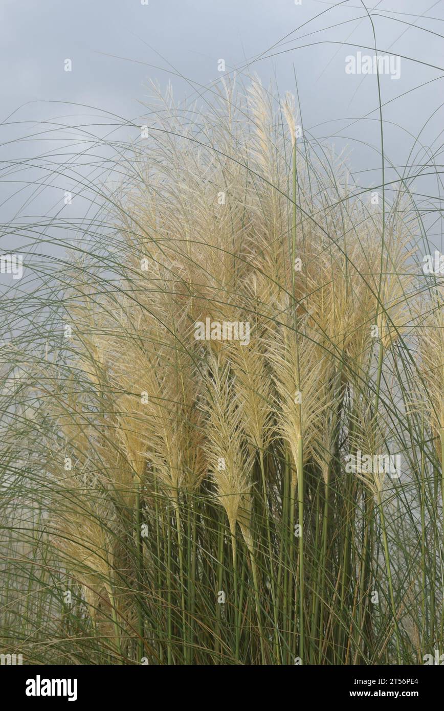 Saccharum spontaneum flower or Kashful Stock Photo - Alamy