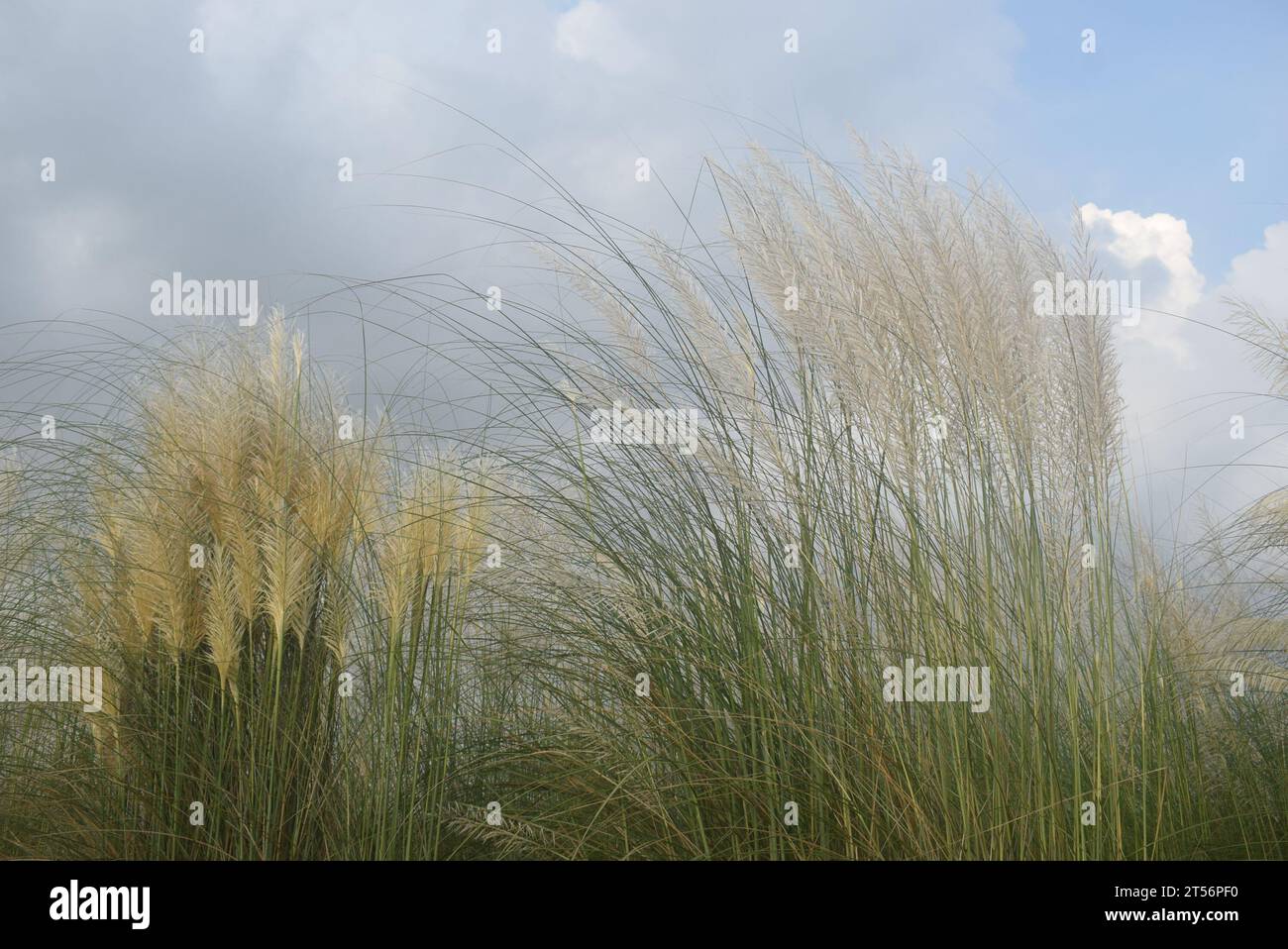 Kas ful hi-res stock photography and images - Alamy