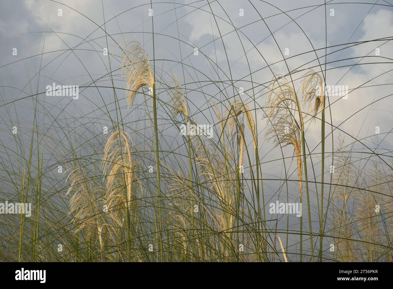 Kashful hi-res stock photography and images - Alamy