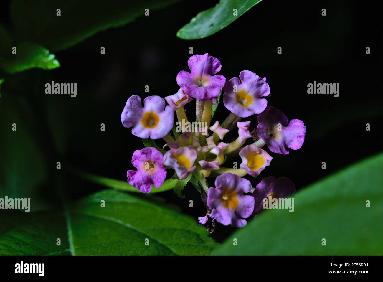 macro picture of violet little flower with green leaves Stock Photo - Alamy