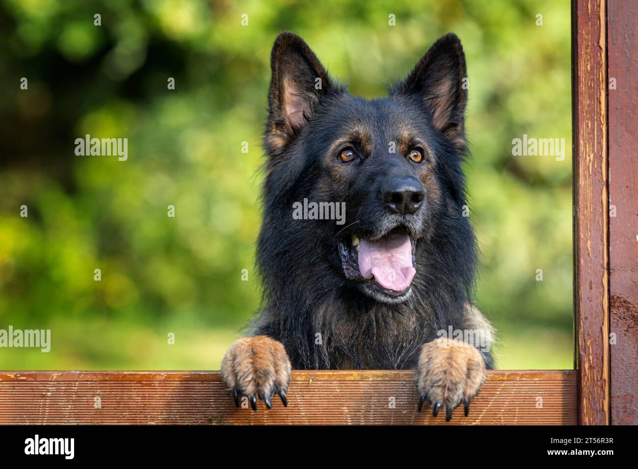 Portrait of a male German Shepherd Dog (Alsatian Stock Photo - Alamy