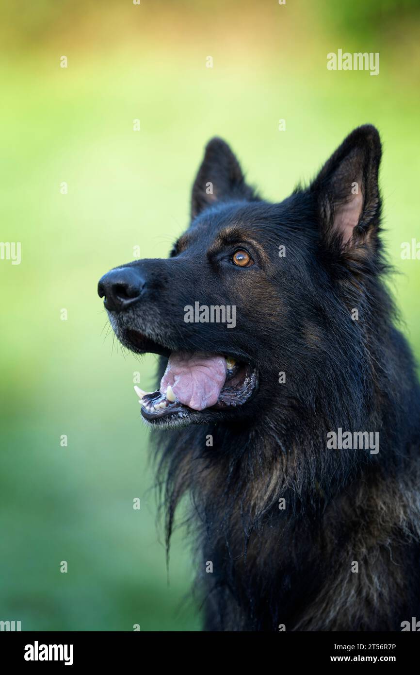 Portrait of a male German Shepherd Dog (Alsatian Stock Photo - Alamy