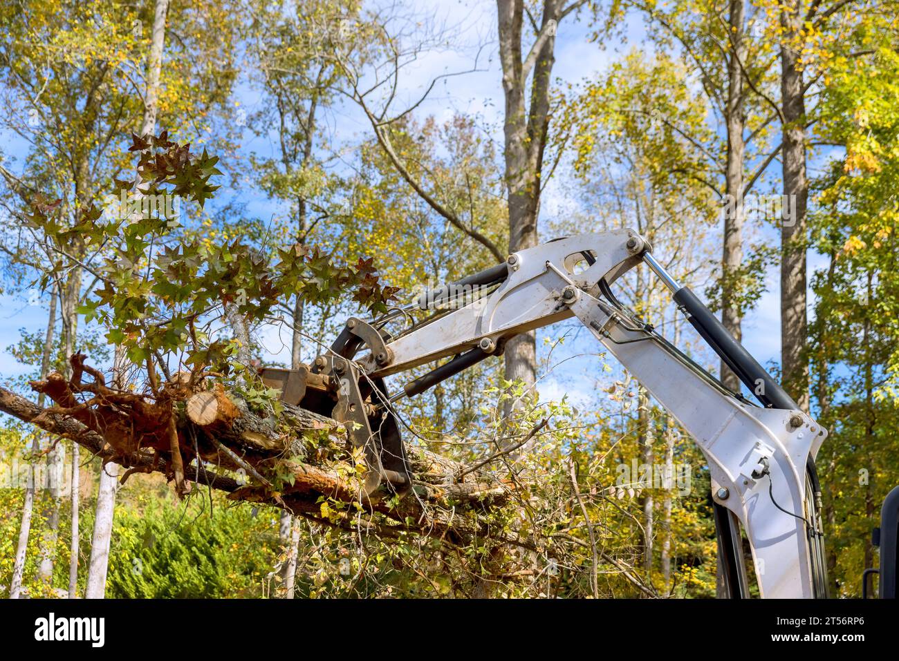 Housing complex construction involves a tree land clearance by skid ...