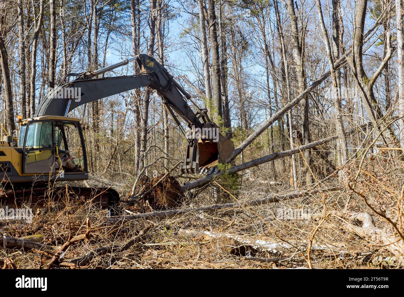 Using backhoe excavator worker uproots trees from forest, preparing ...