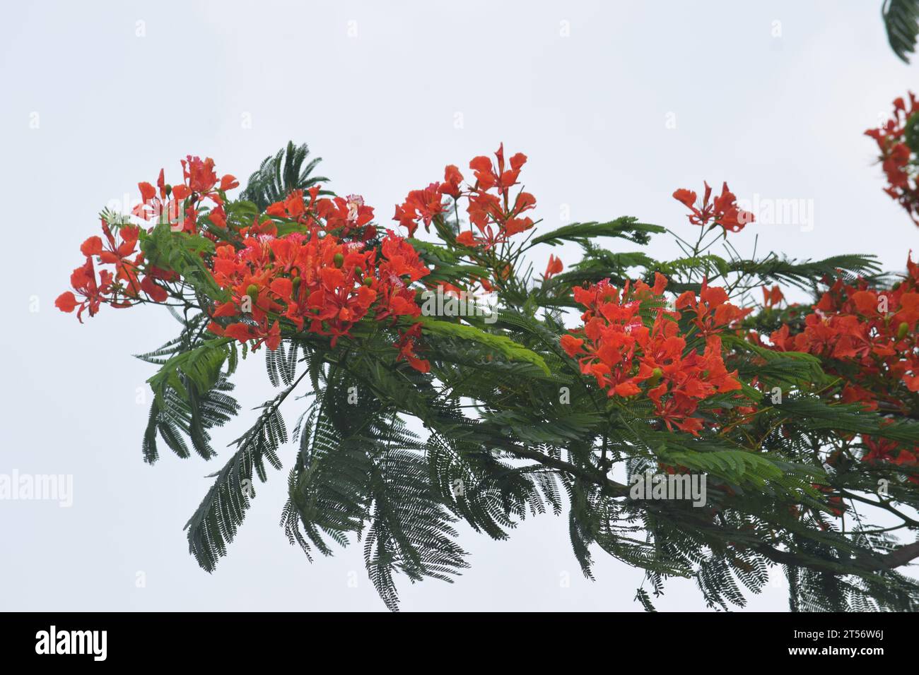 Krishnachura or Delonix Regia flowers Dhaka, Bangladesh Stock Photo - Alamy