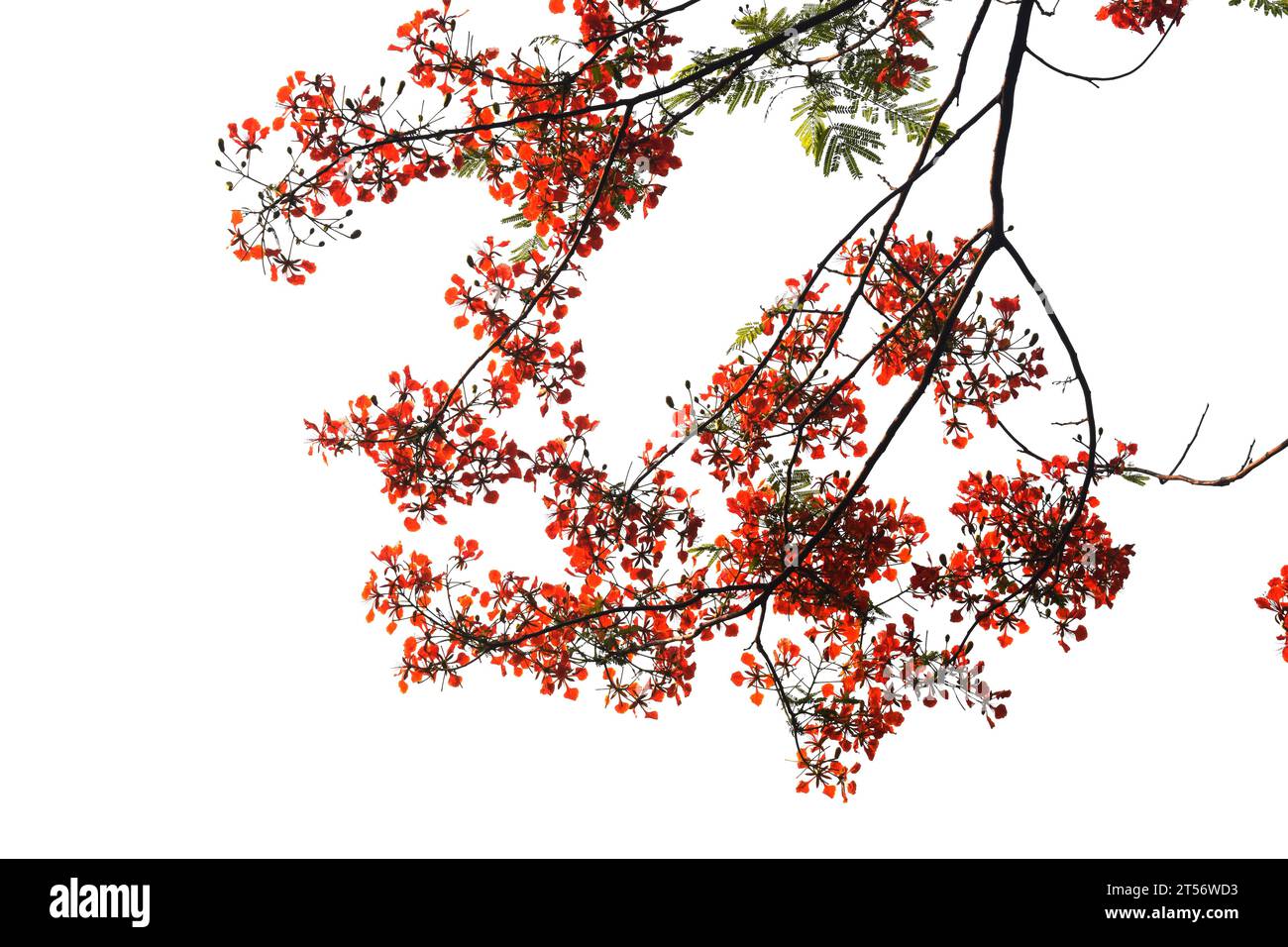 Dhaka botanical garden hi-res stock photography and images - Alamy