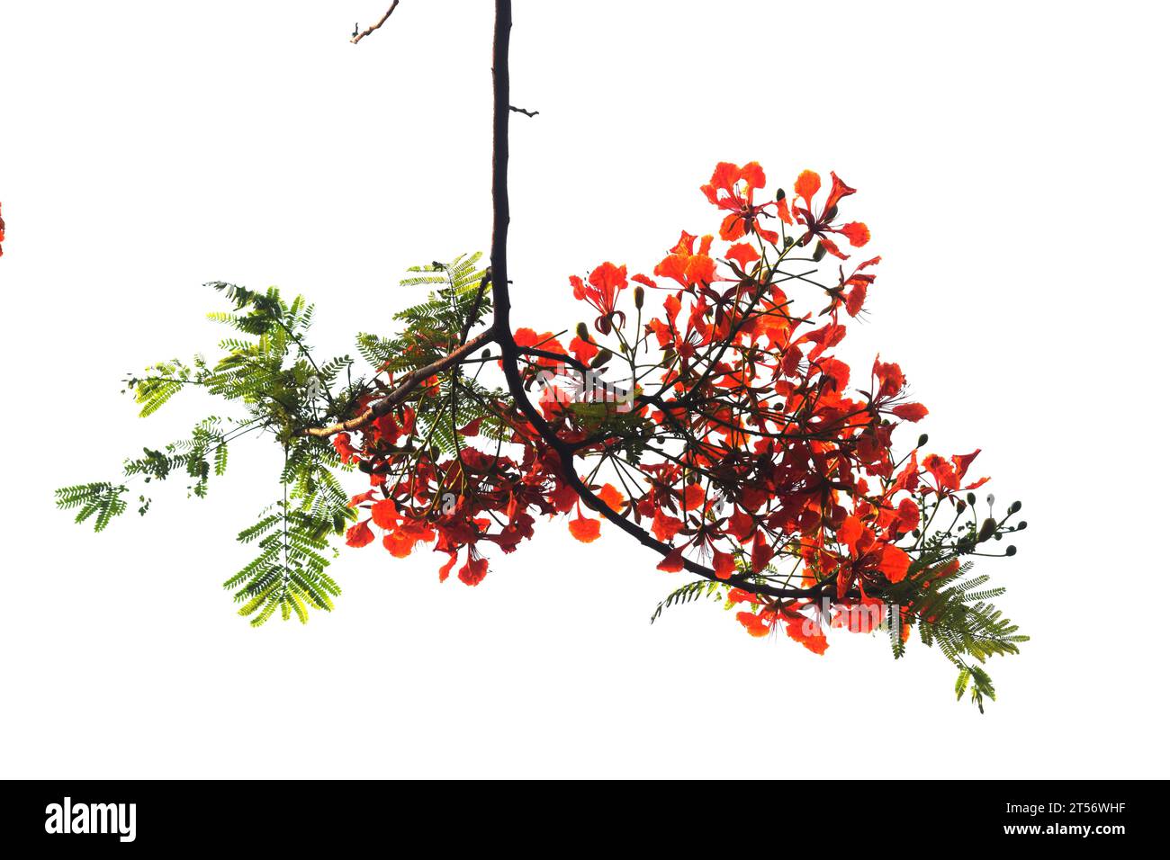 Krishnachura or Delonix Regia flowers Dhaka, Bangladesh Stock Photo - Alamy