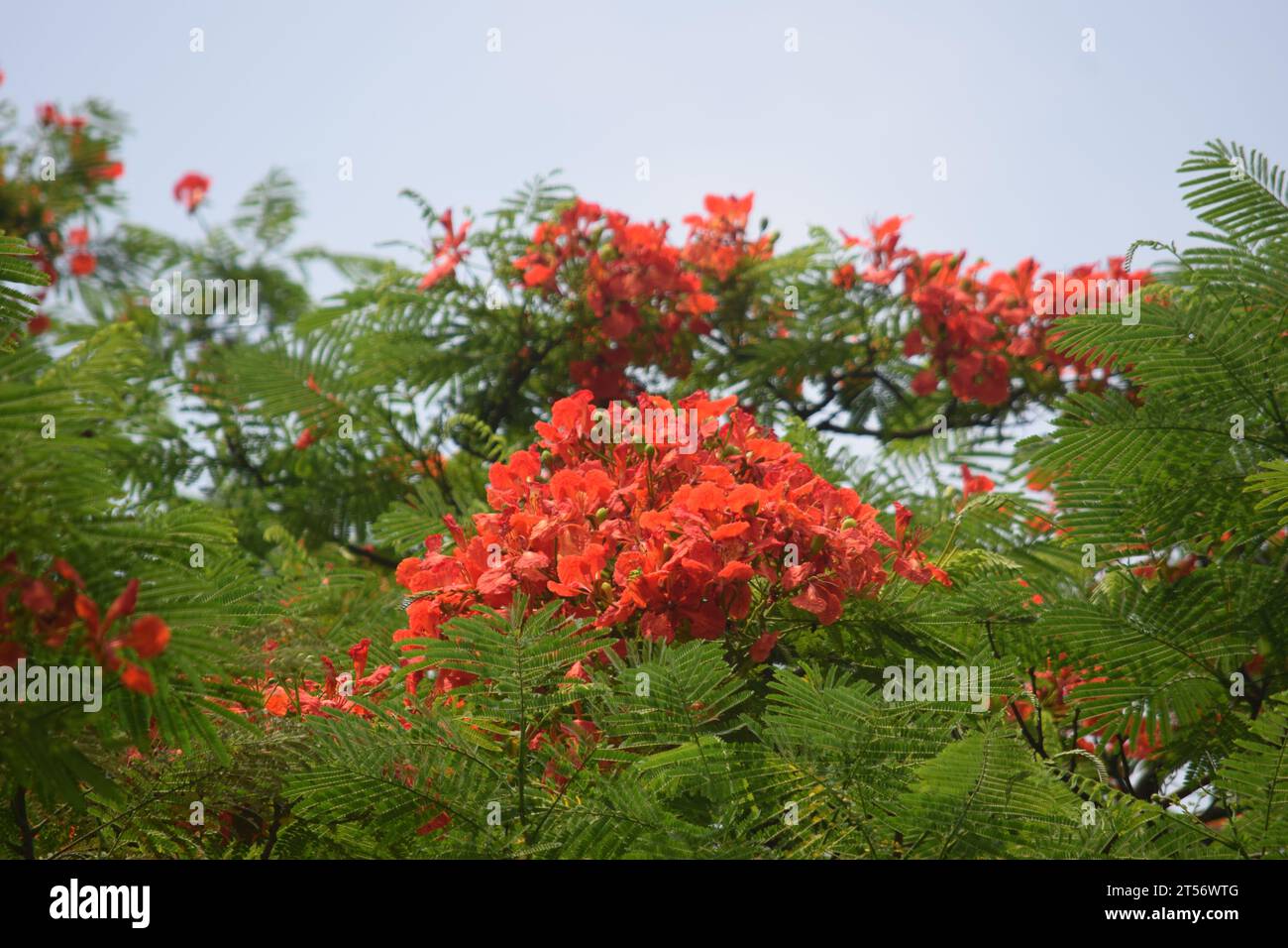Dhaka botanical garden hi-res stock photography and images - Alamy
