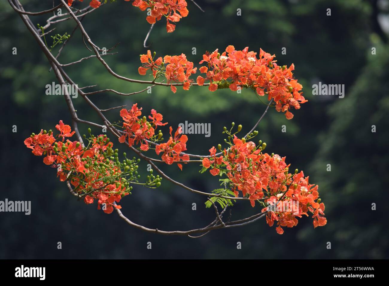 Krishnachura or Delonix Regia flowers Dhaka, Bangladesh Stock Photo - Alamy