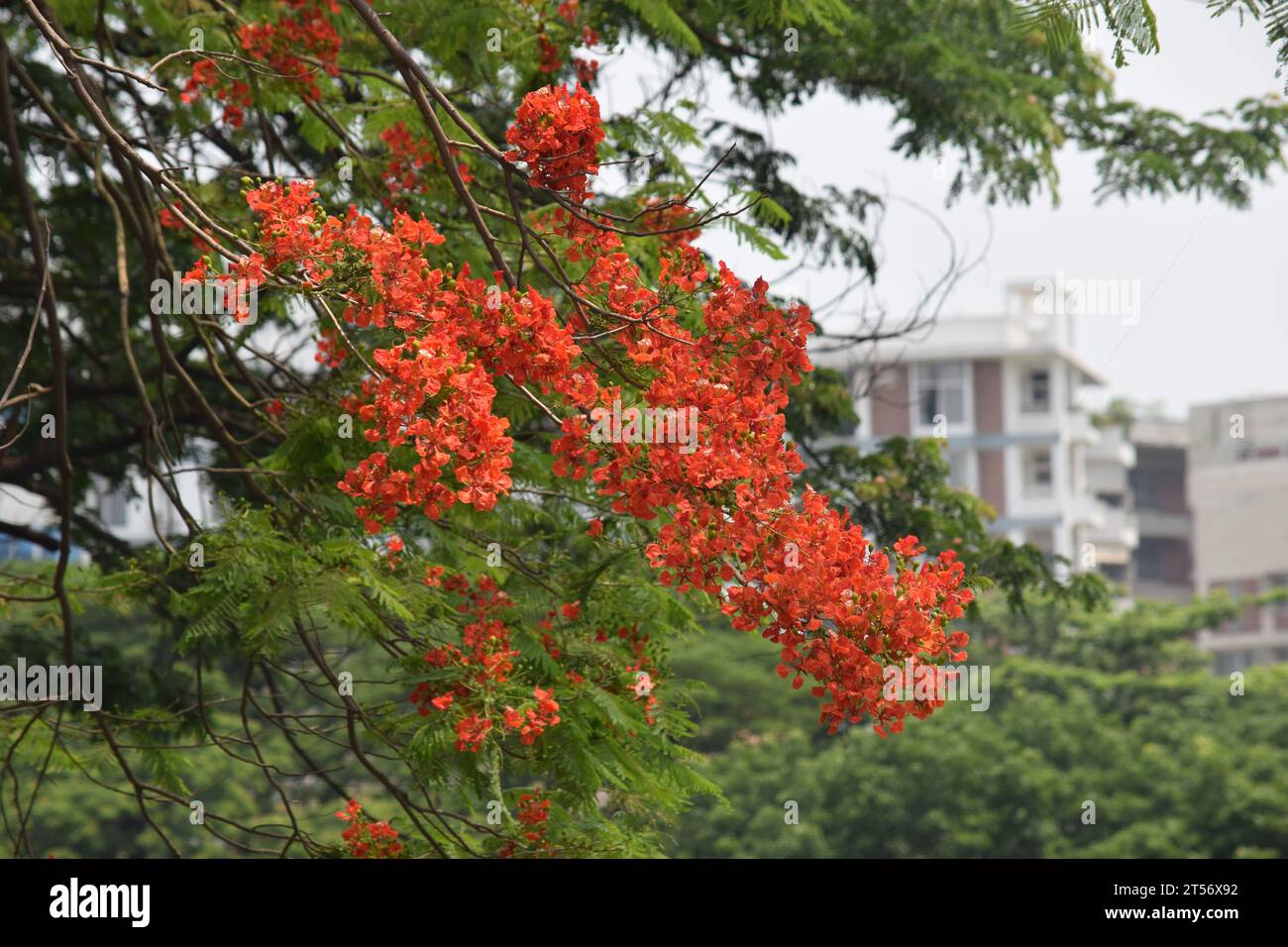 Krishnachura or Delonix Regia flowers Dhaka, Bangladesh Stock Photo - Alamy