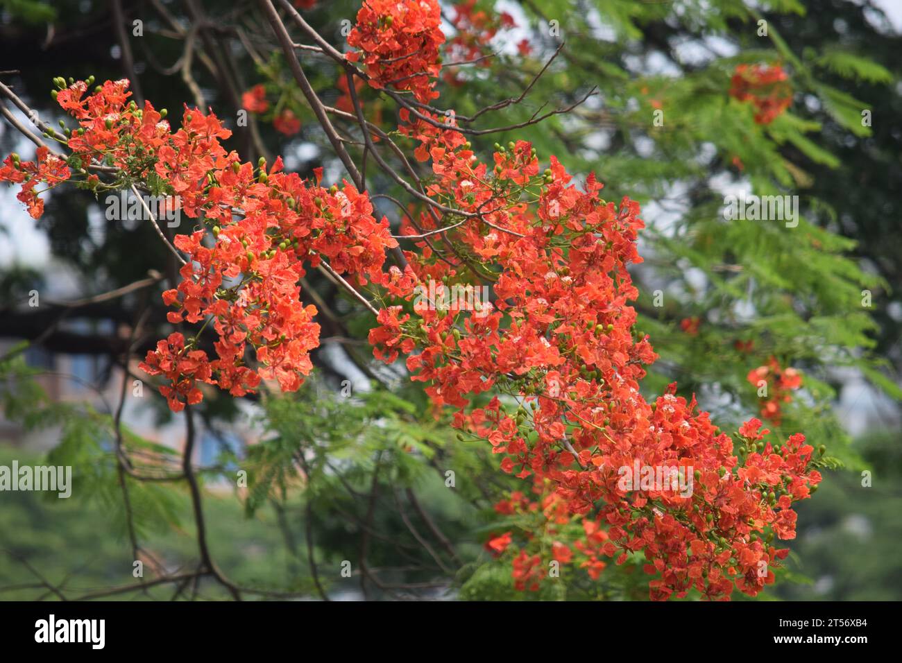 Krishnachura or Delonix Regia flowers Dhaka, Bangladesh Stock Photo - Alamy