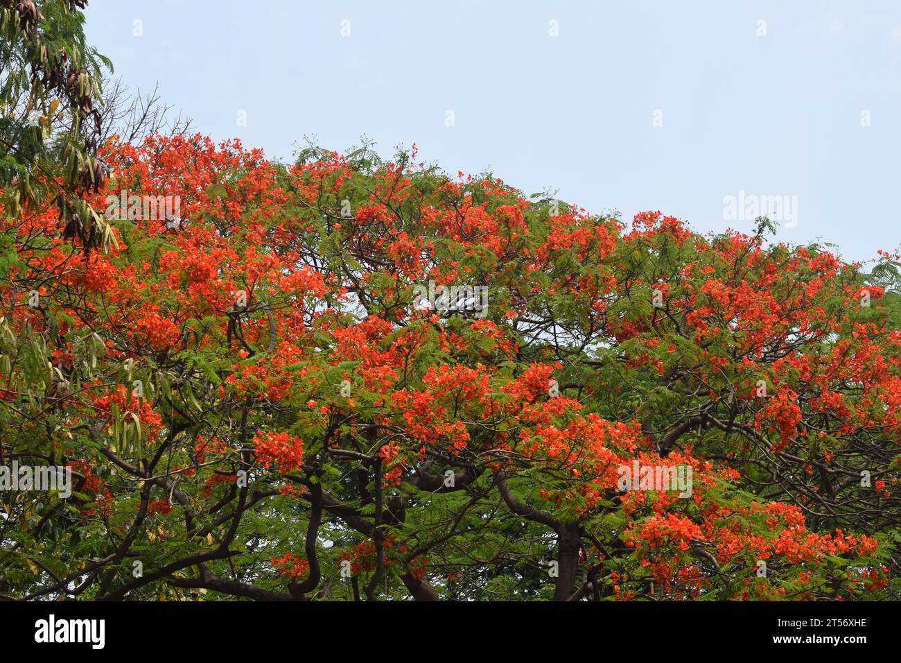 Krishnachura or Delonix Regia flowers Dhaka, Bangladesh Stock Photo - Alamy
