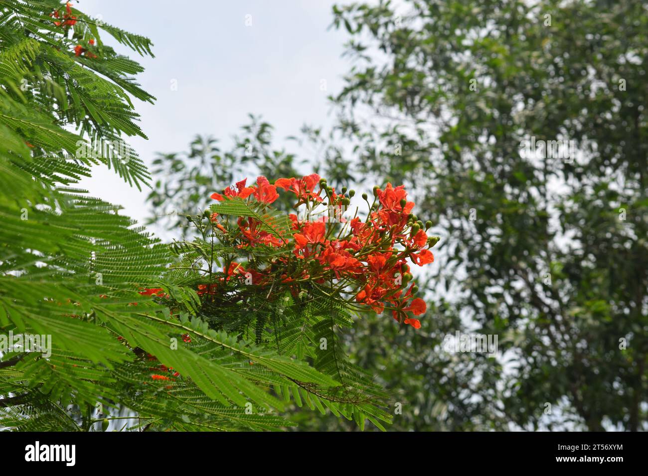 Krishnachura or Delonix Regia flowers Dhaka, Bangladesh Stock Photo - Alamy