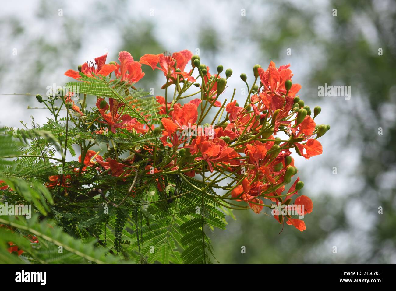 Krishnachura or Delonix Regia flowers Dhaka, Bangladesh Stock Photo - Alamy