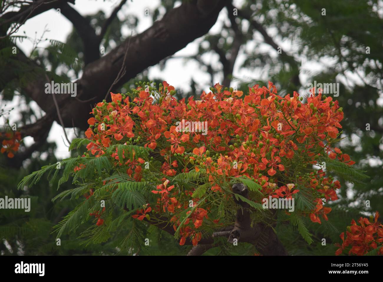 Krishnachura or Delonix Regia flowers Dhaka, Bangladesh Stock Photo - Alamy