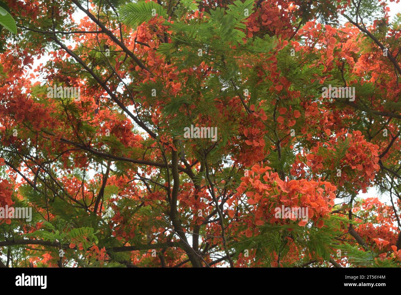Krishnachura or Delonix Regia flowers Dhaka, Bangladesh Stock Photo - Alamy
