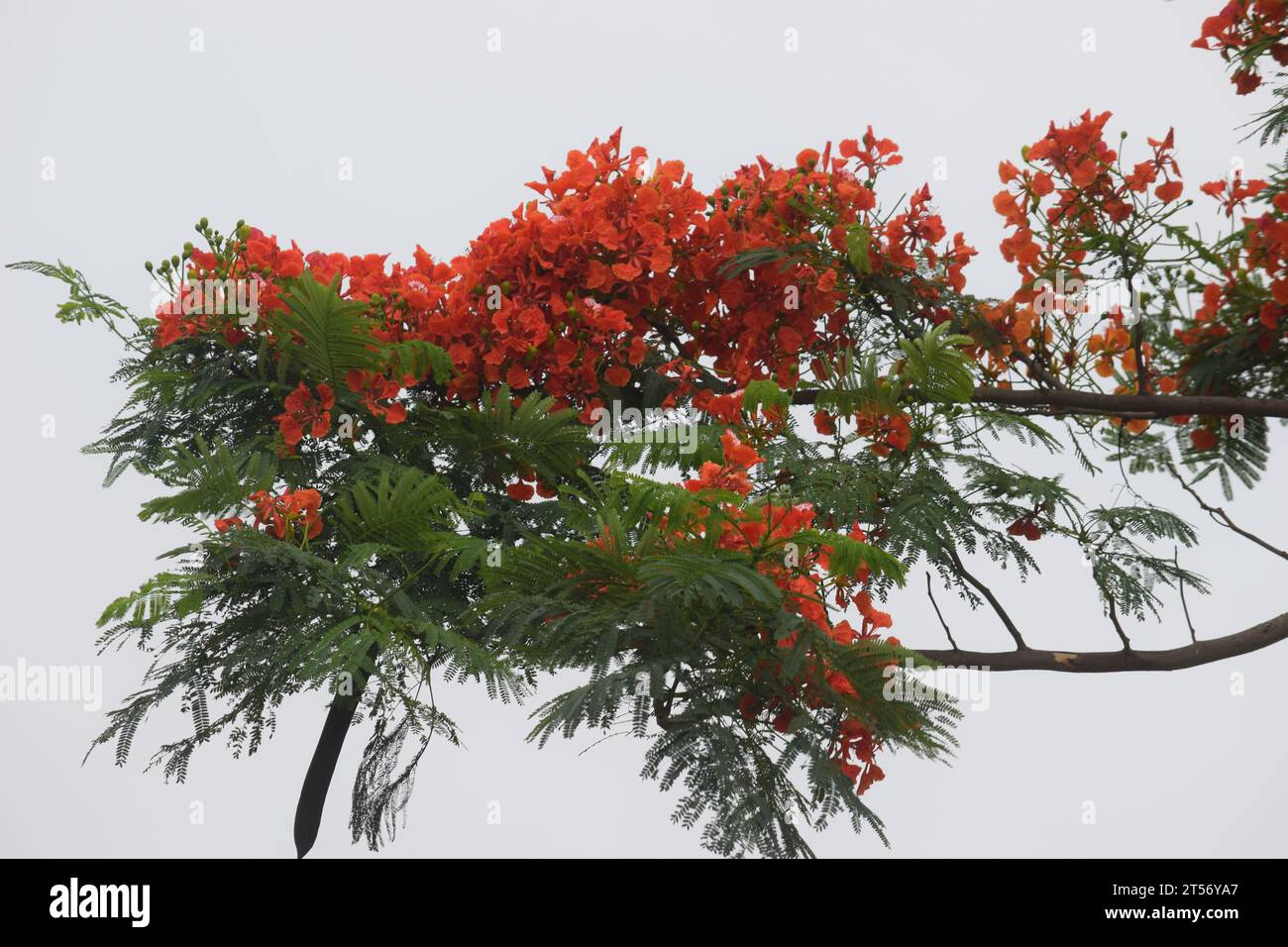 Krishnachura or Delonix Regia flowers Dhaka, Bangladesh Stock Photo - Alamy