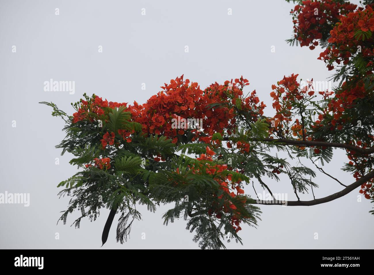 Krishnachura or Delonix Regia flowers Dhaka, Bangladesh Stock Photo - Alamy
