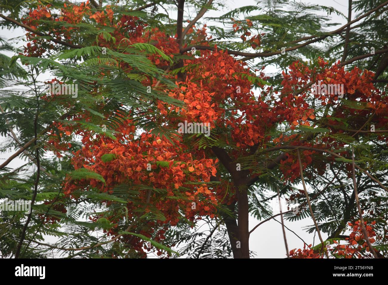 Krishnachura or Delonix Regia flowers Dhaka, Bangladesh Stock Photo - Alamy